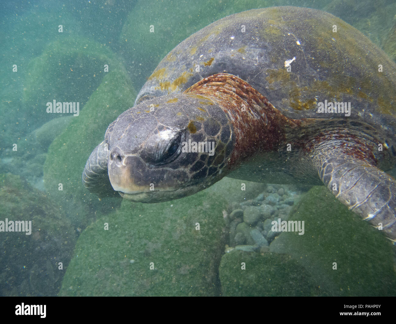 Turtle is swimming sea water hi-res stock photography and images - Alamy