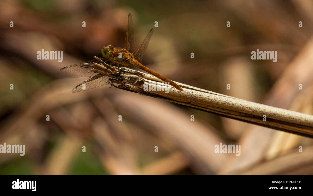 British dragonflies hi-res stock photography and images - Alamy