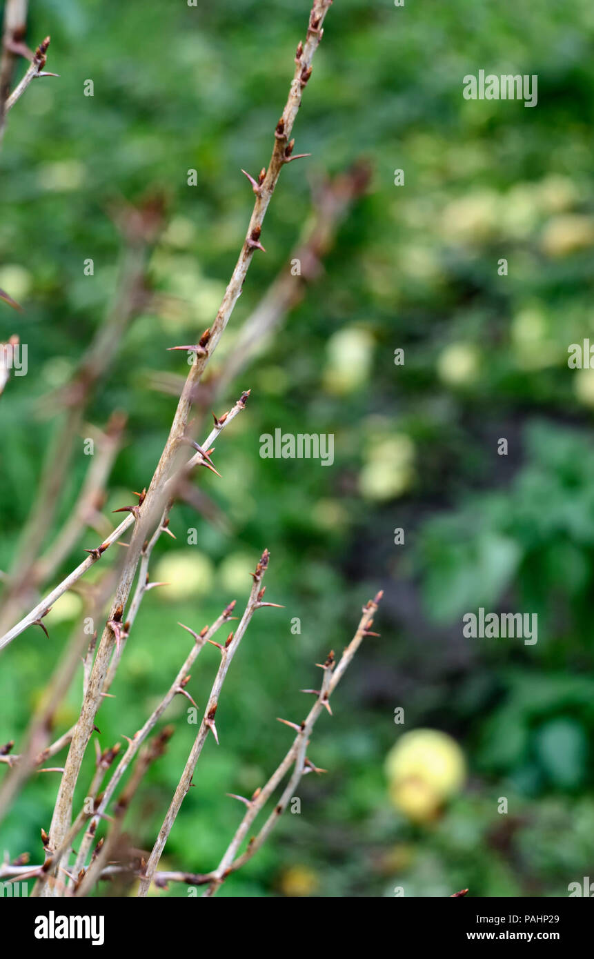 Branches of gooseberry bushes with prickly thorns on blurred background ...