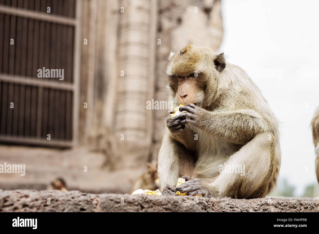 Seating and eating monkey hi-res stock photography and images - Alamy