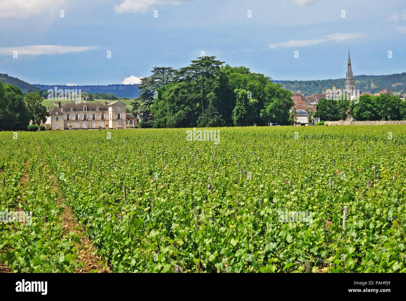 Burgundy vineyard, Meursault, Cote d Or, Bourgogne-Franche-Comté ...