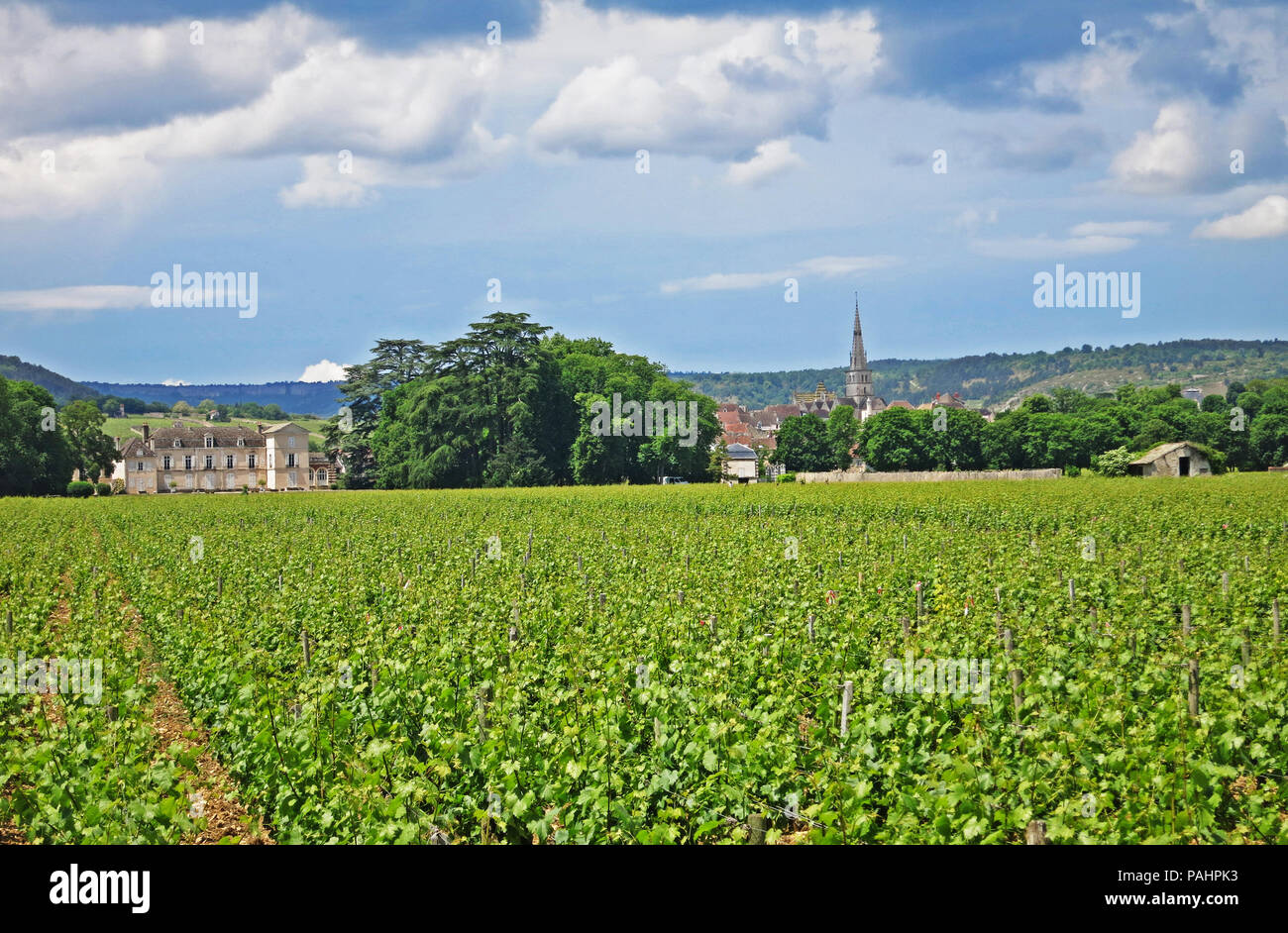 Burgundy vineyard, Meursault, Cote d Or, Bourgogne-Franche-Comté ...