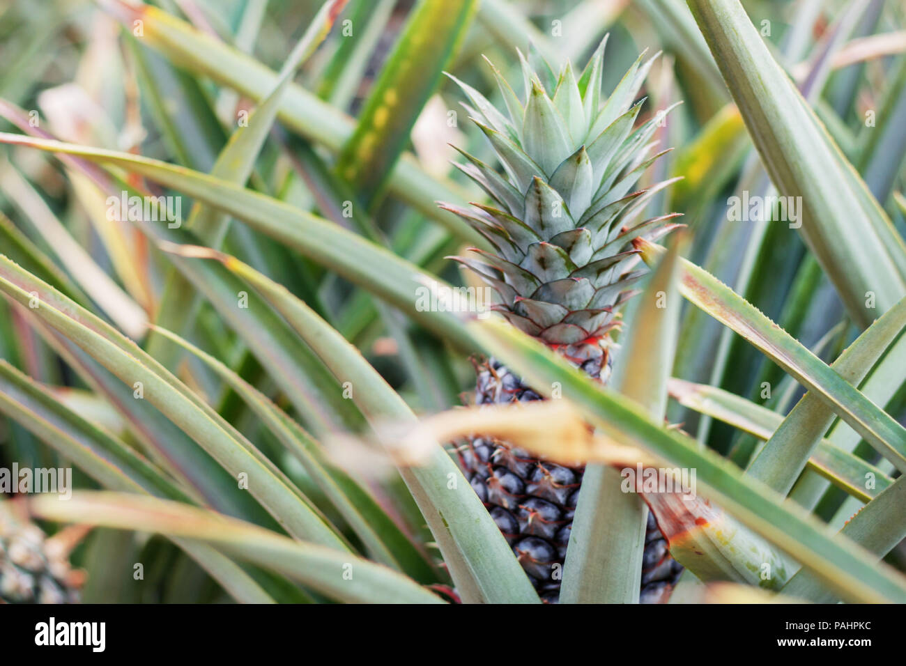 Pineapple on tree of farm in summer Stock Photo - Alamy