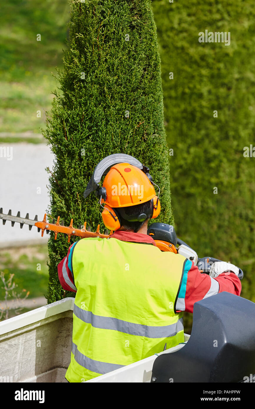 Equiped worker pruning a tree on a crane. Gardening works Stock Photo ...