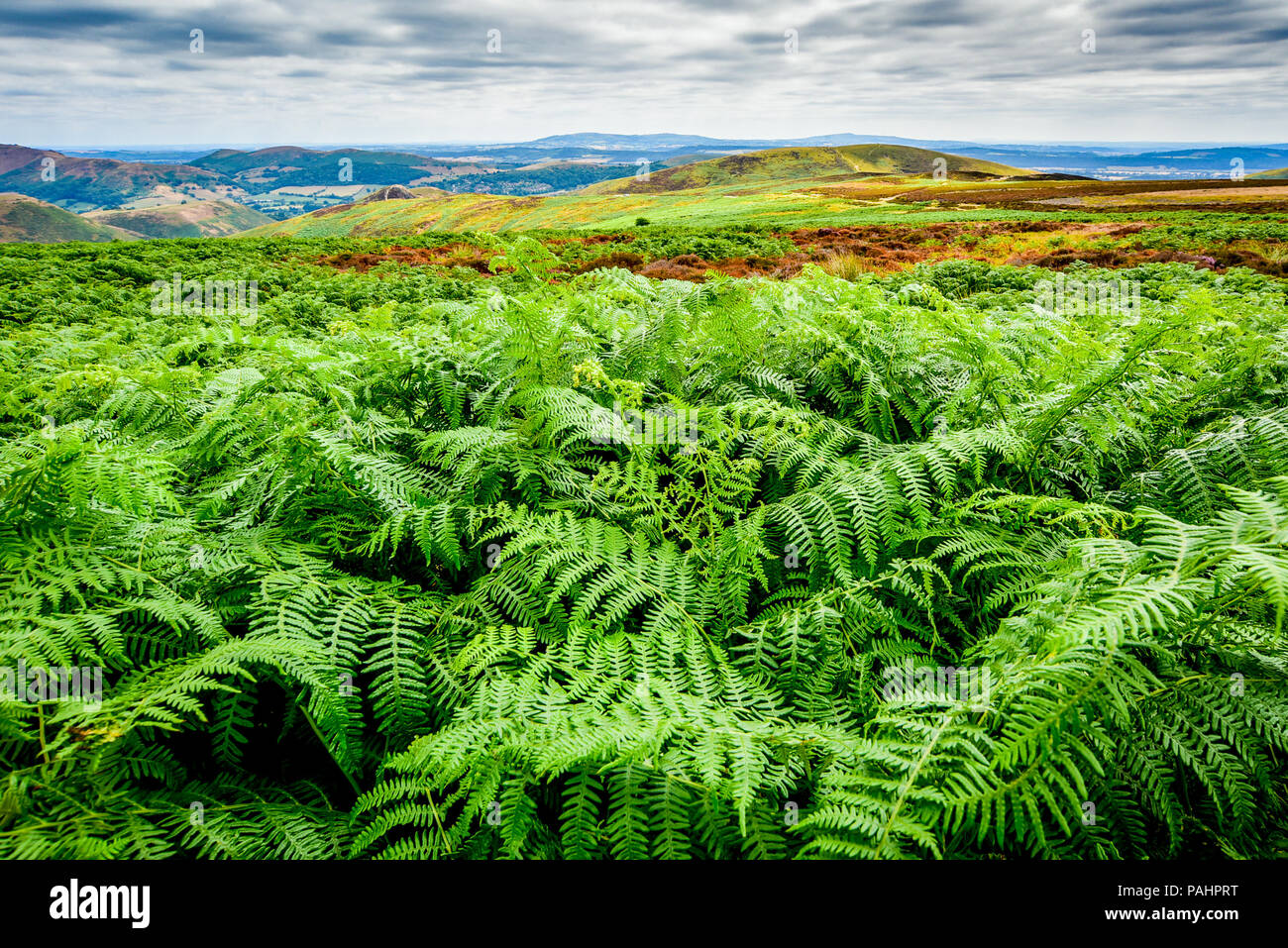 A view from Long Mynd in the Shropshire hills Stock Photo - Alamy