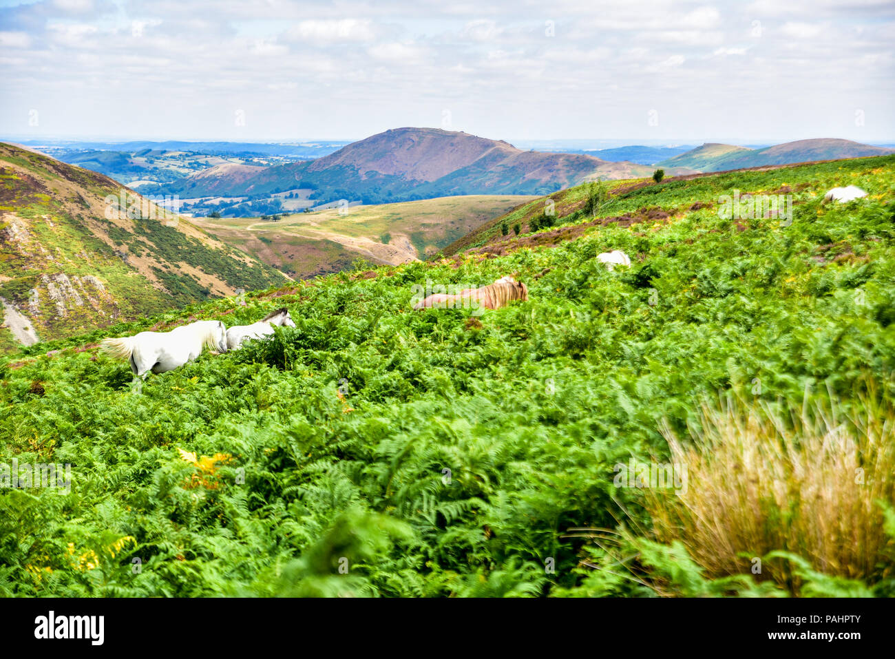 A view from Long Mynd in the Shropshire hills Stock Photo - Alamy