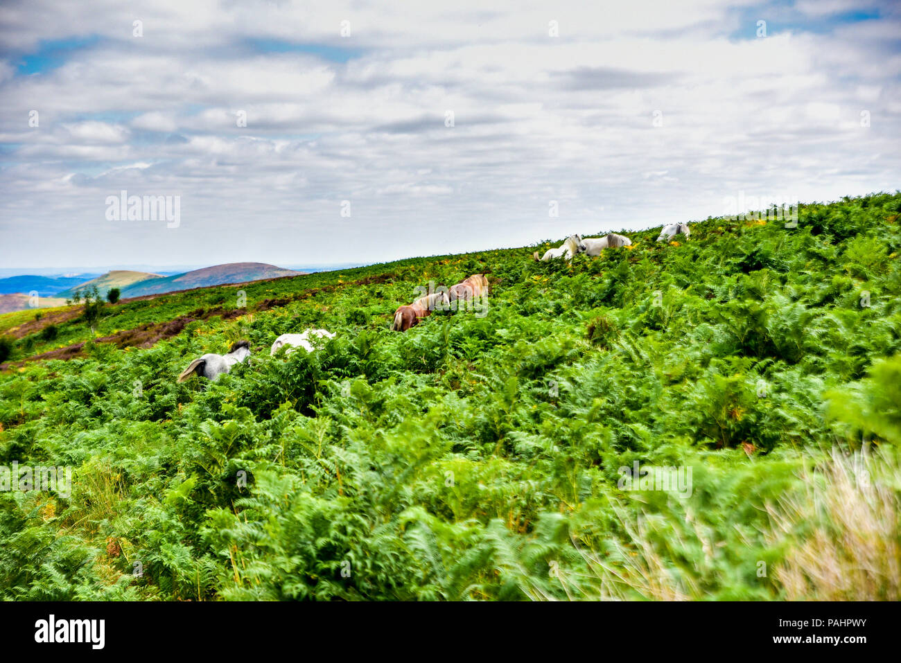 A view from Long Mynd in the Shropshire hills Stock Photo - Alamy
