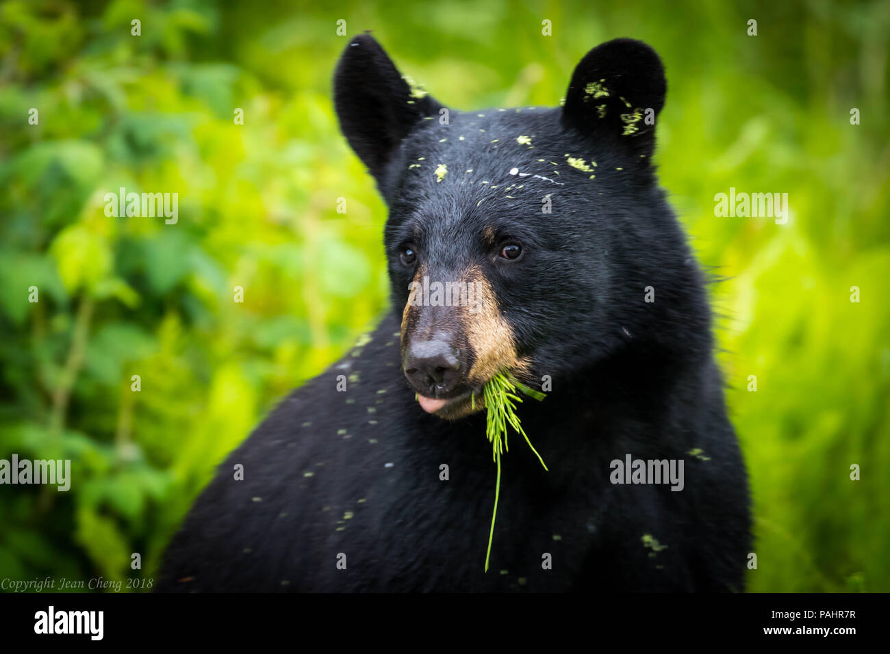 Young black bear hi-res stock photography and images - Alamy
