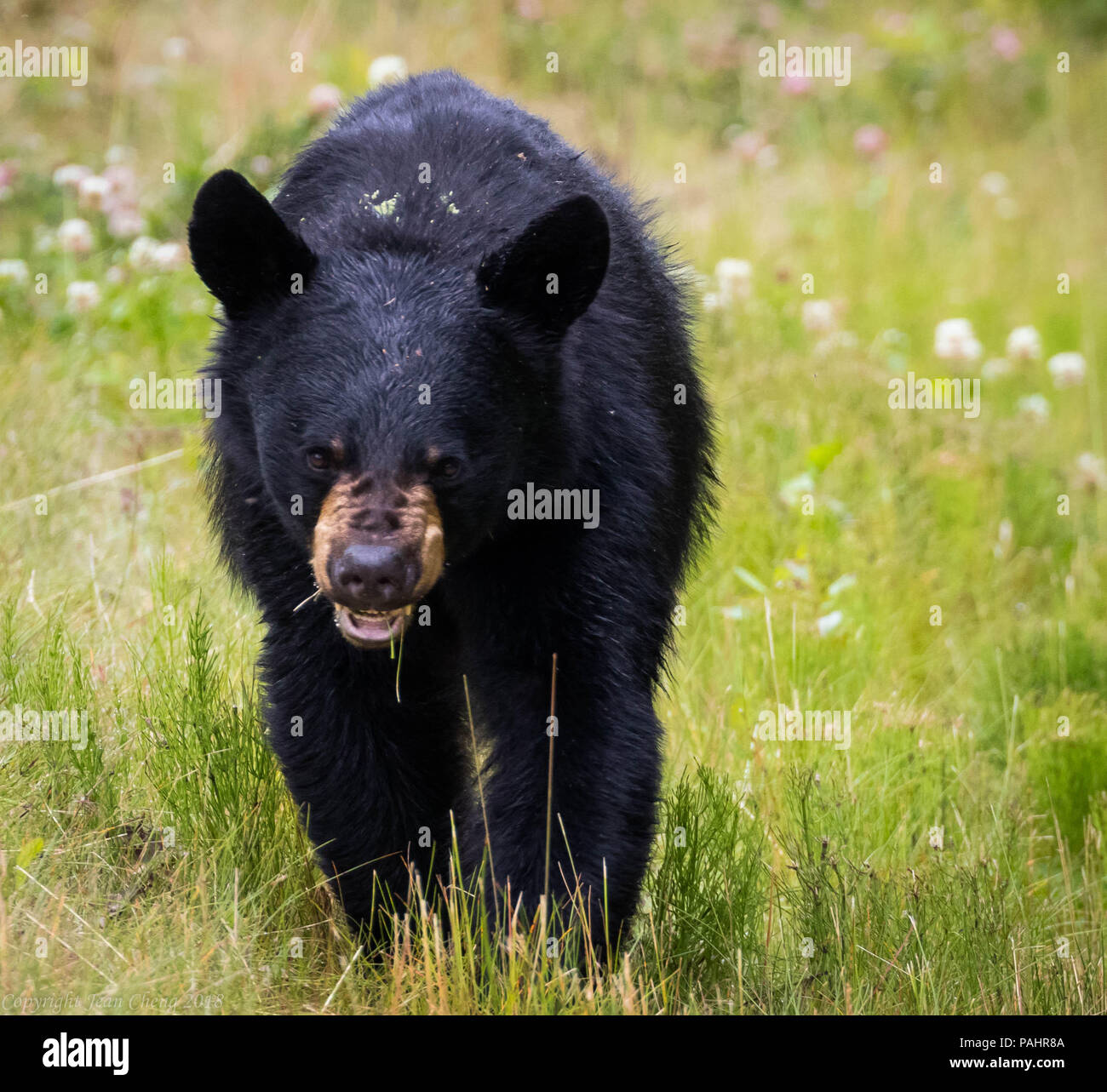Wild black bears of Alaska Stock Photo - Alamy
