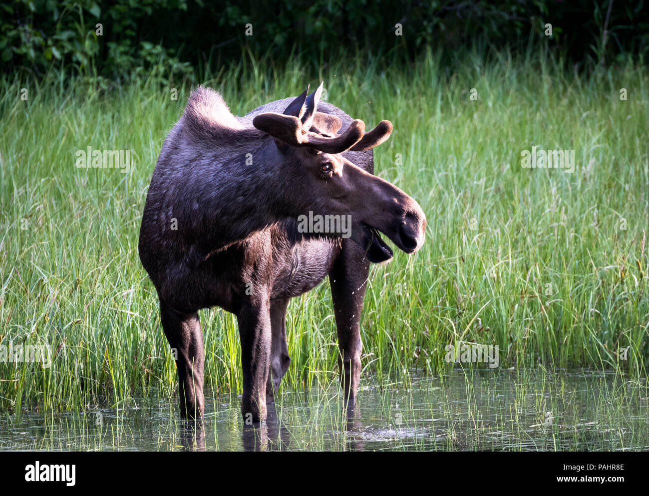 Bull moose sunset hi-res stock photography and images - Alamy