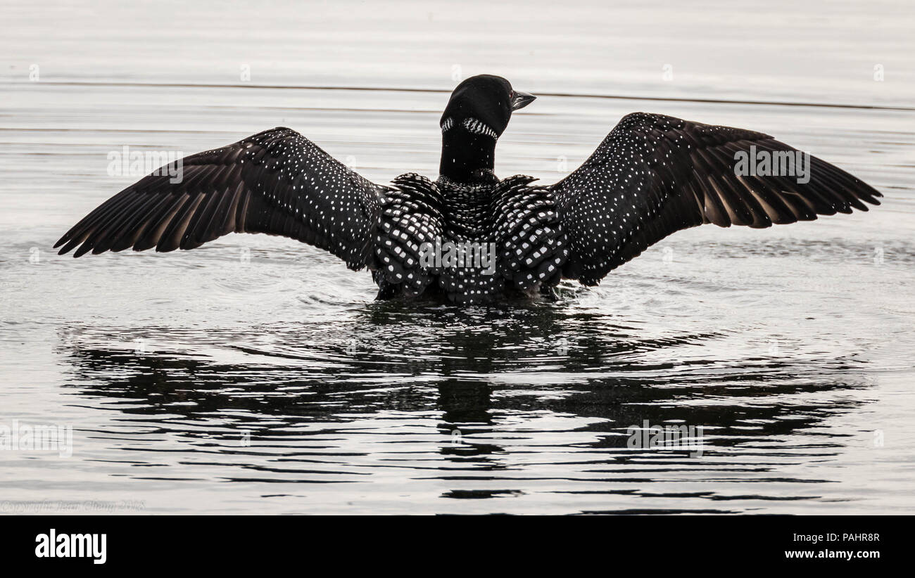 common loon stretching its wings Stock Photo - Alamy