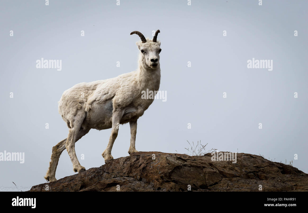 Mountain goats looking over cliff hi-res stock photography and images ...