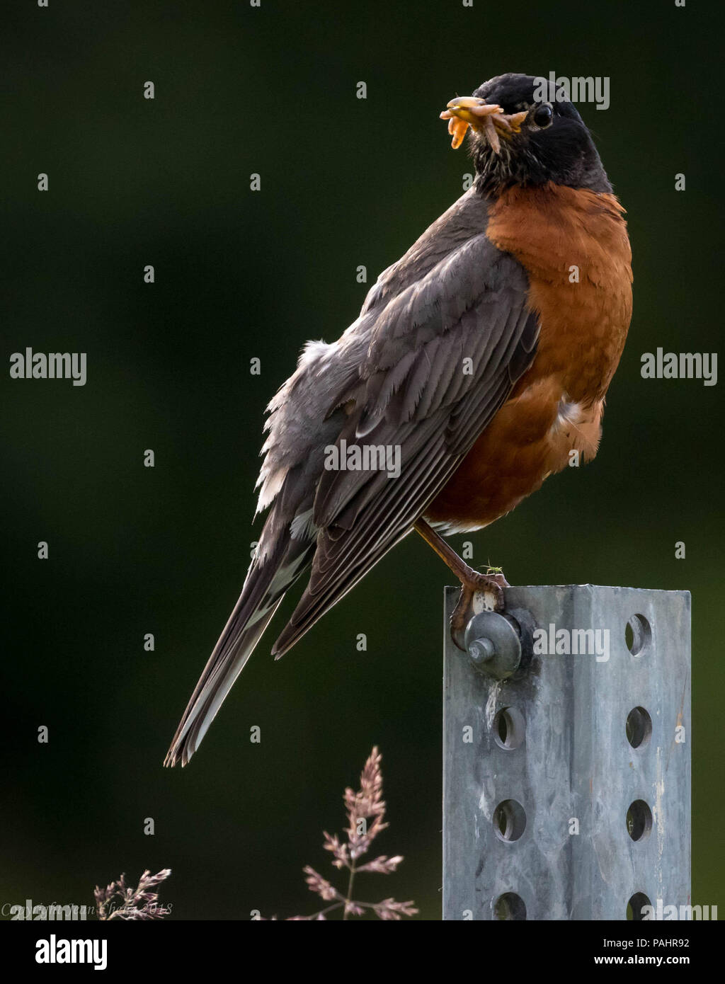 Garden bird worm hi-res stock photography and images - Alamy