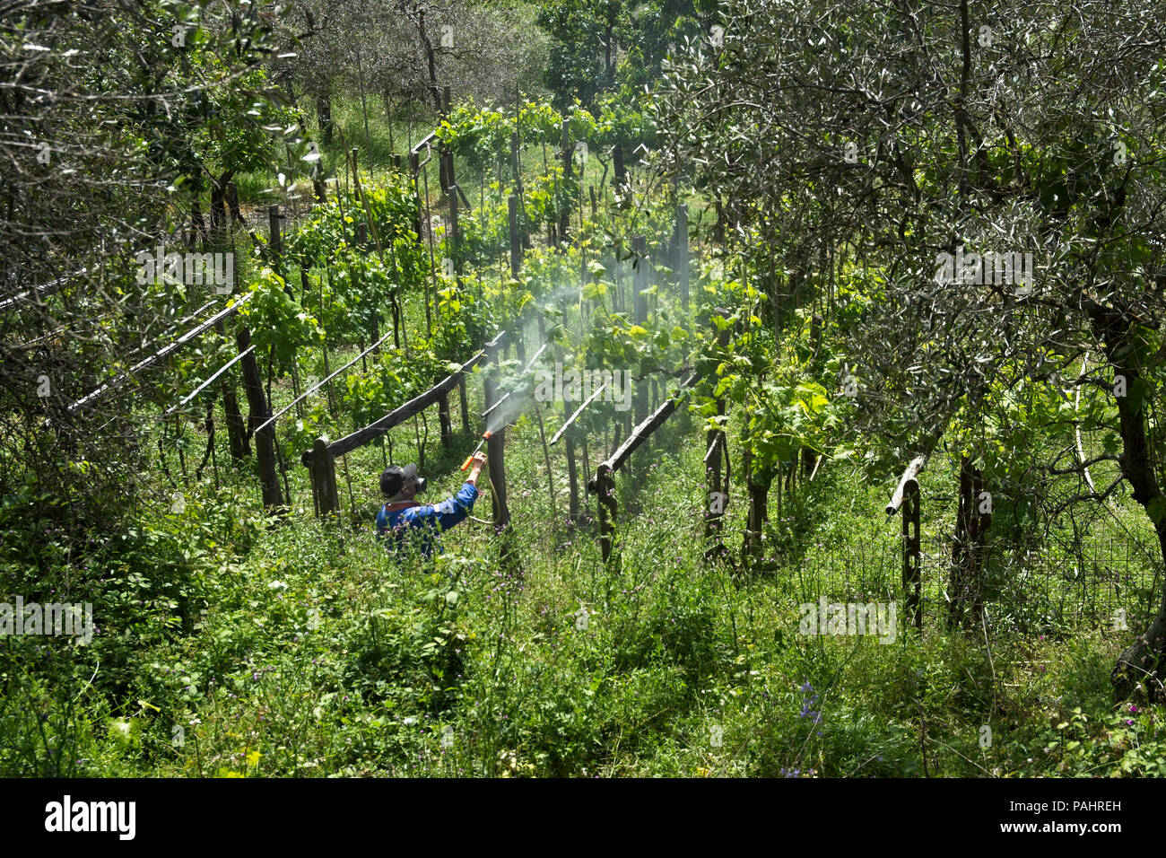 Spraying pesticide vineyard hi-res stock photography and images - Alamy