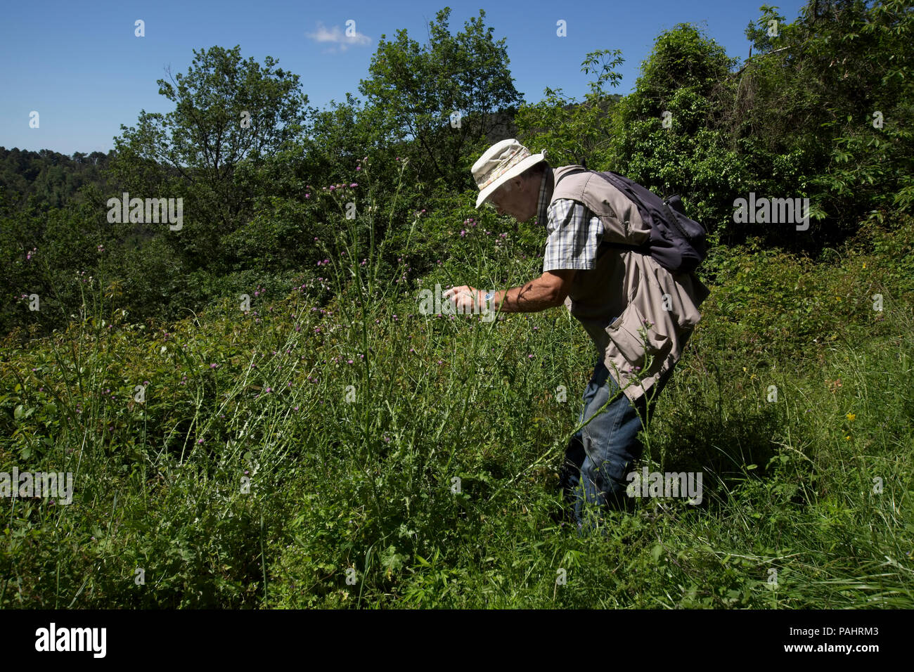 Observing insects hi-res stock photography and images - Alamy