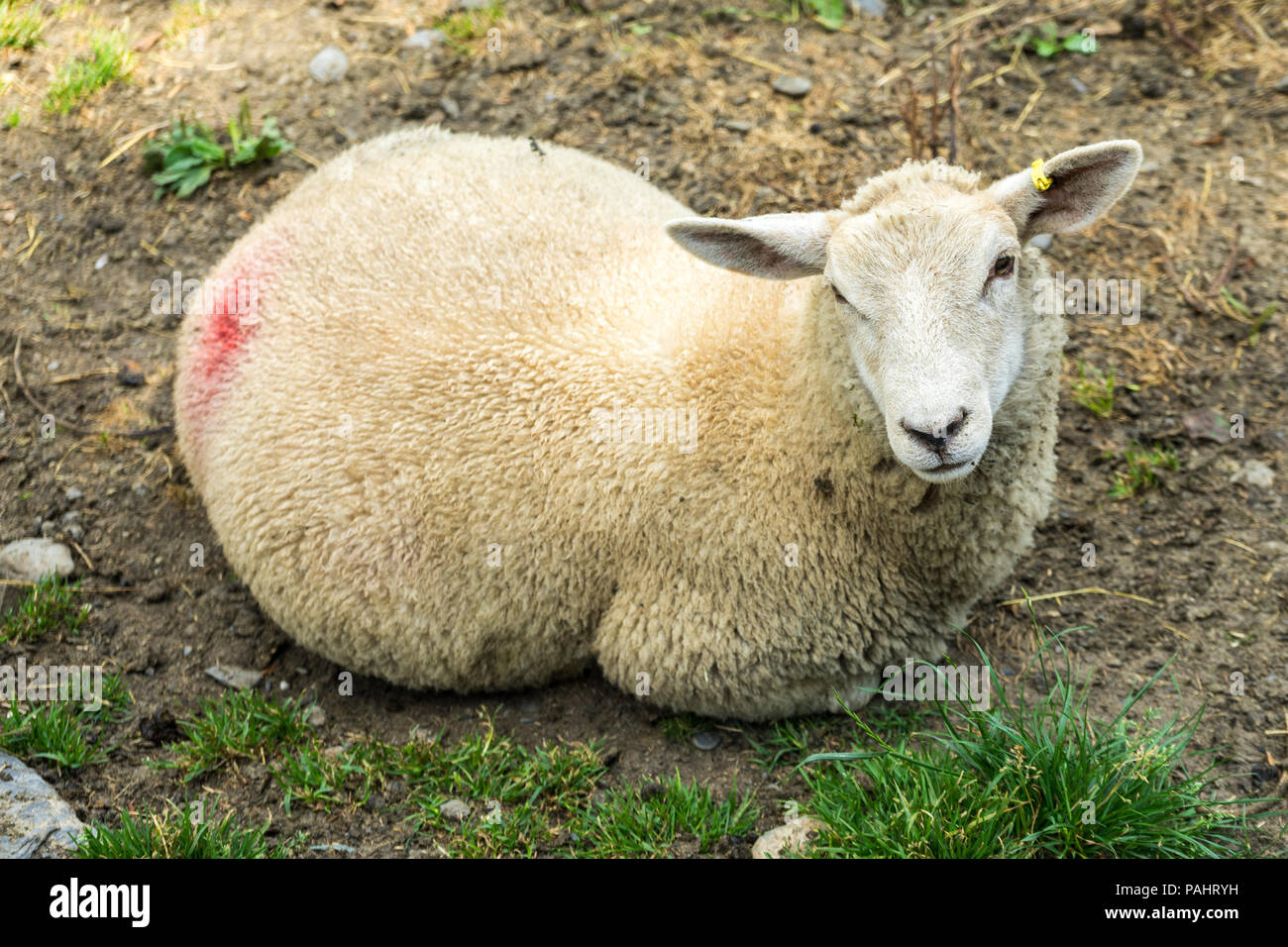 Baby sheep sitting hi-res stock photography and images - Alamy