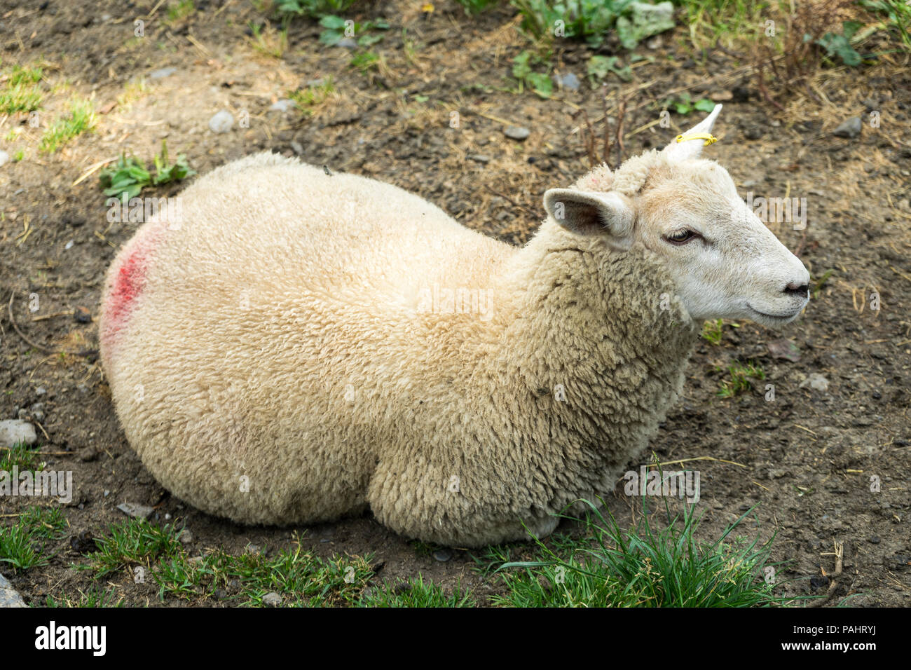 Lamb Profile Stock Photos & Lamb Profile Stock Images - Alamy