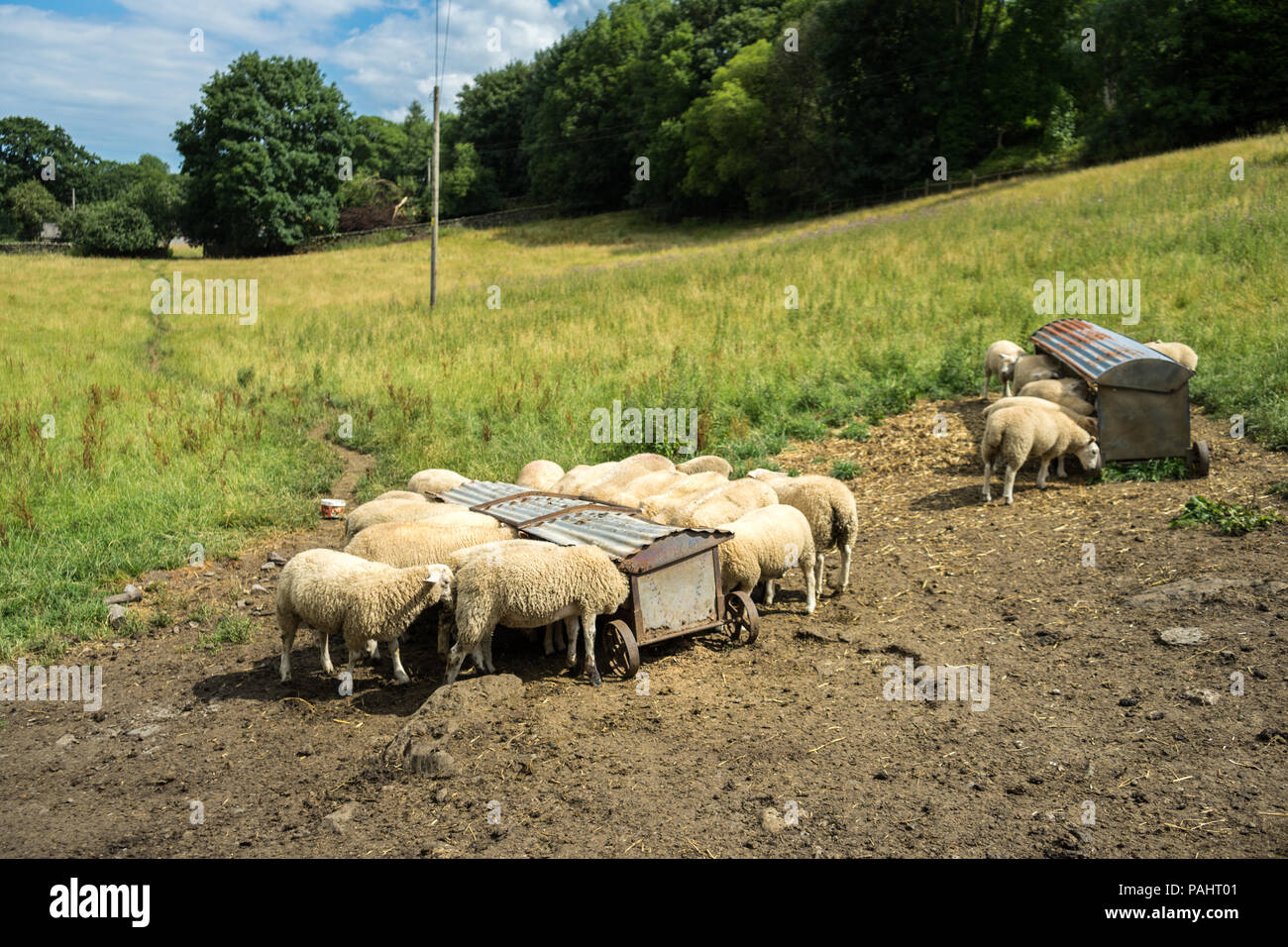 Sheep grazing, feeding, drinking in open field Stock Photo - Alamy