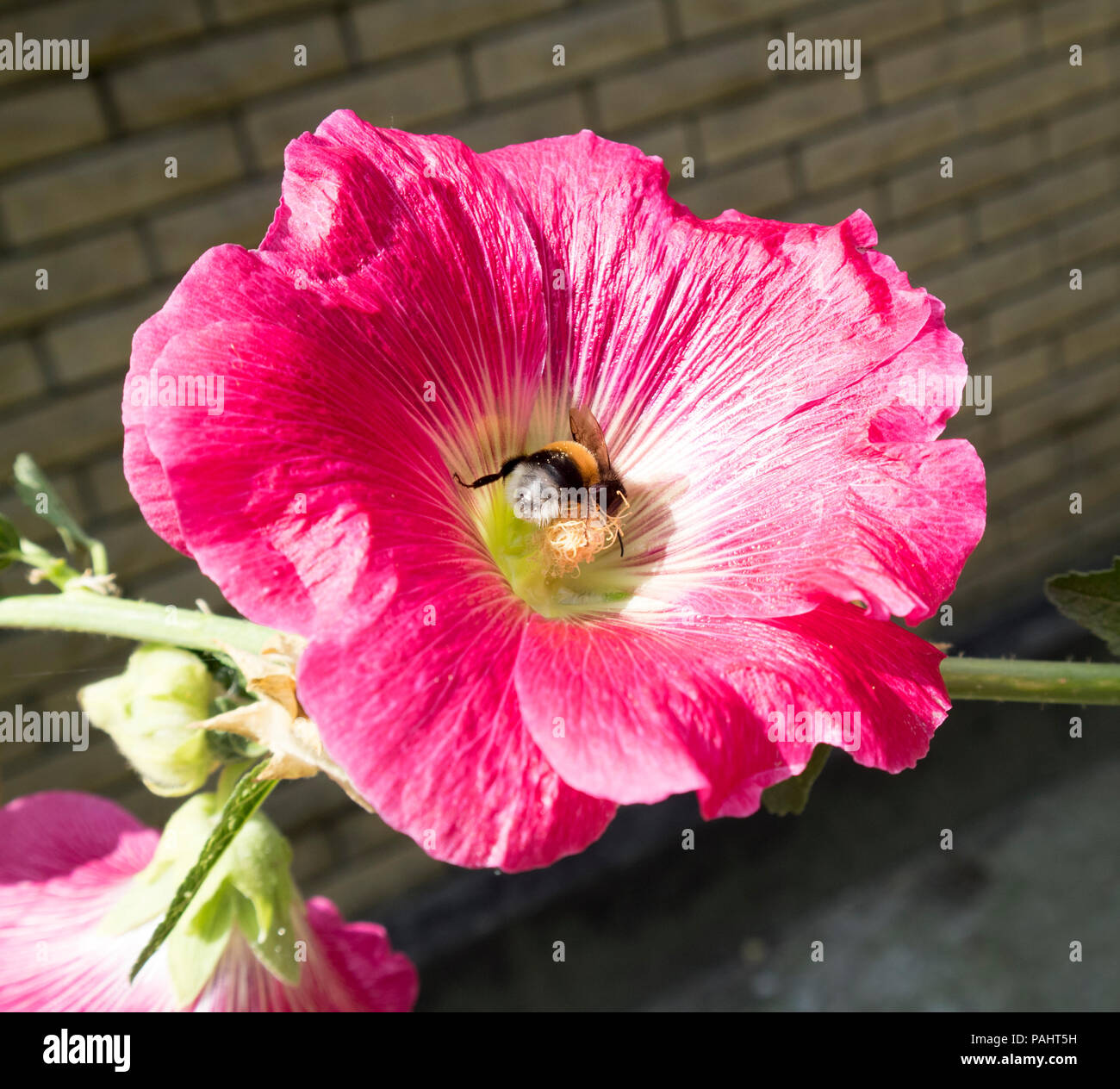 Alcea rosea hollyhock pink flower with bumblebee Stock Photo - Alamy