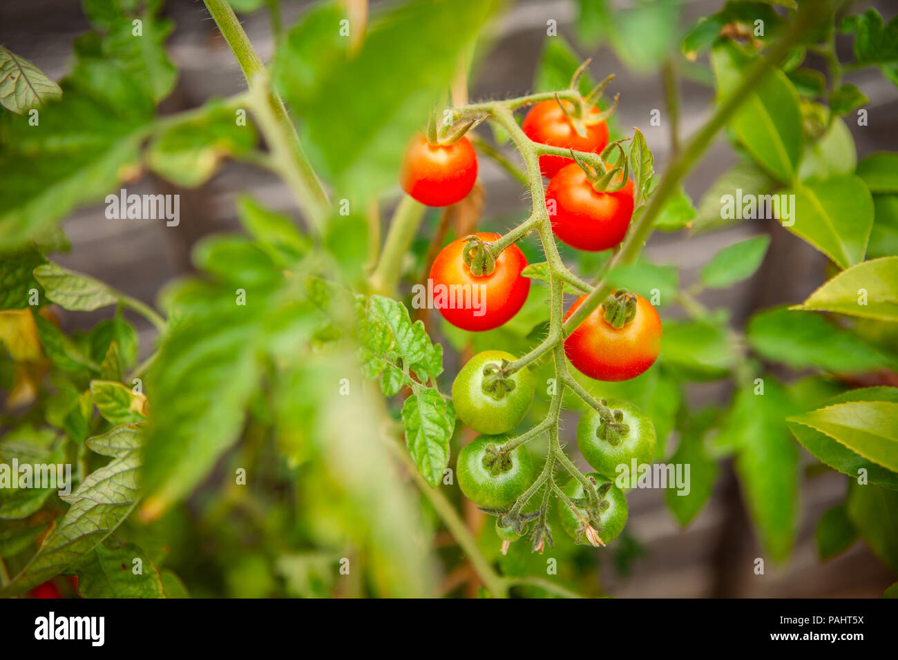 Tomato plants grown in a home garden hi-res stock photography and ...