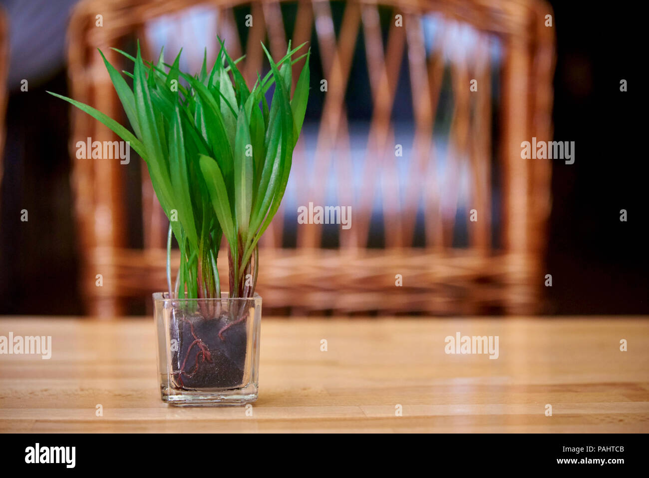 Transparent flower pot roots hi-res stock photography and images - Alamy
