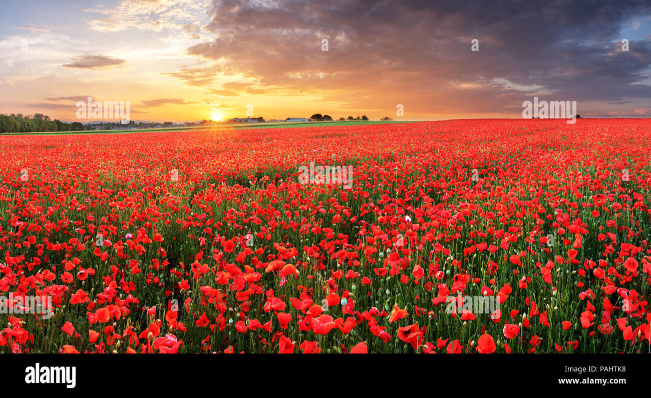 Rural scene poppy hi-res stock photography and images - Alamy