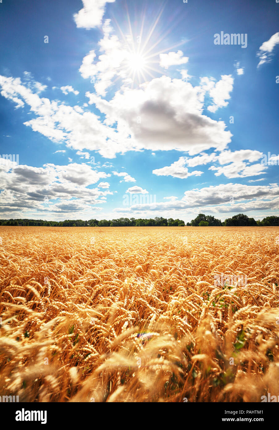 Sunny wheat field Stock Photo - Alamy