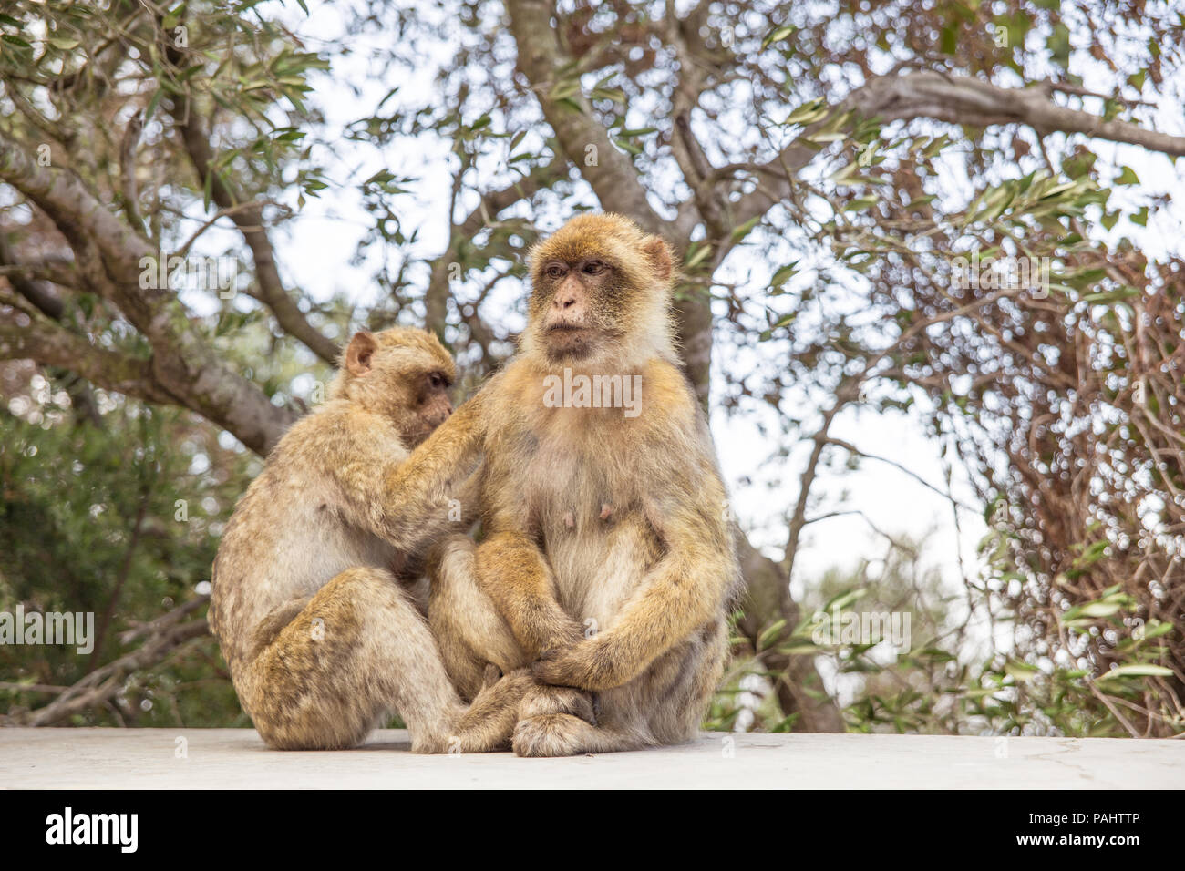 Famous wild macaques that relax in Gibraltar Rock. The Gibraltar ...