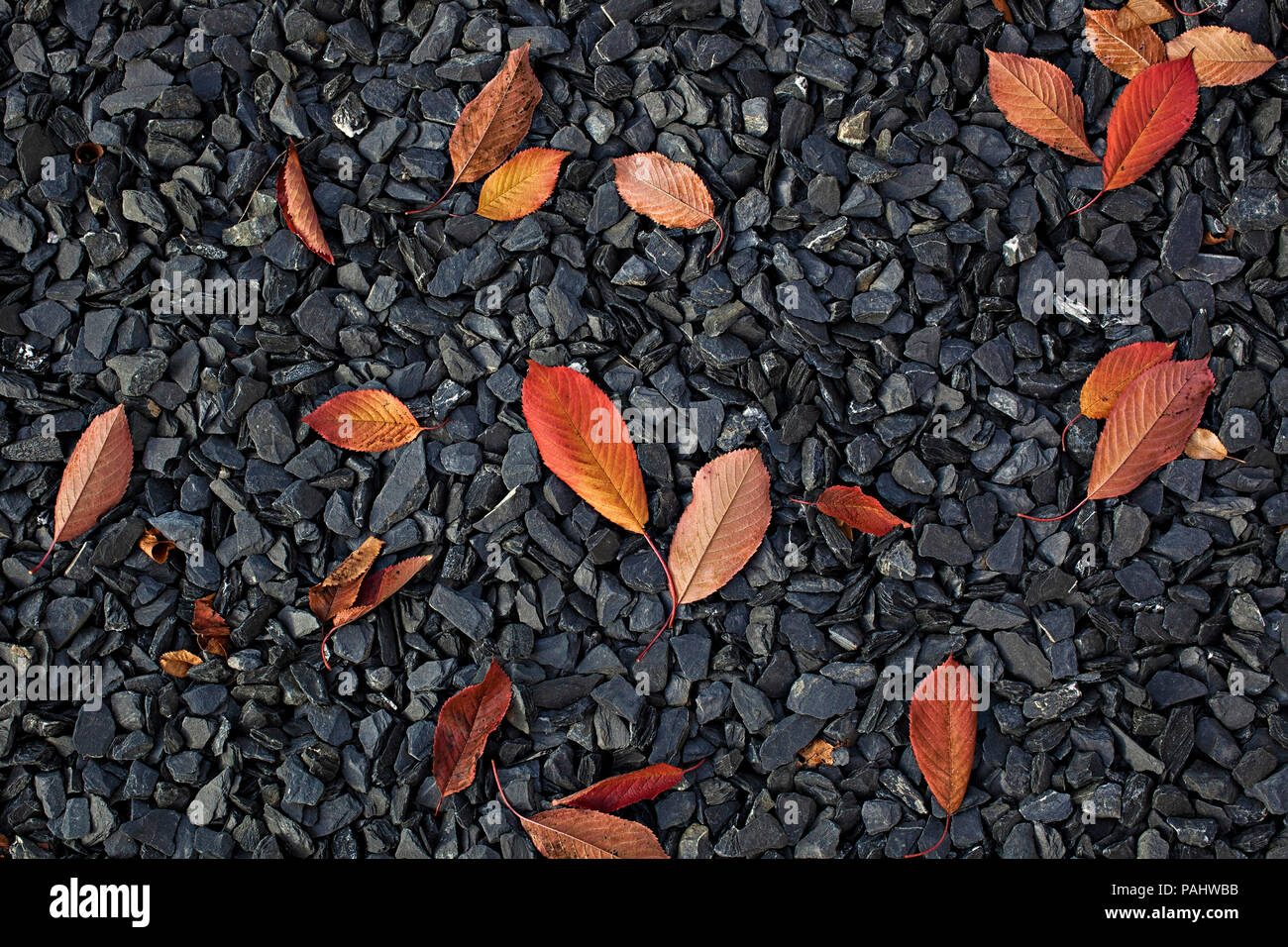 Black pebbles and autumn leafs scenery - top view Stock Photo - Alamy