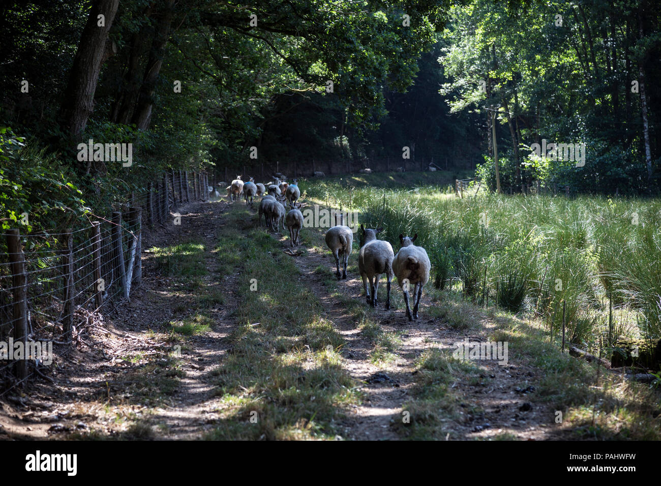 Quadrupedal ruminant mammal hi-res stock photography and images - Alamy
