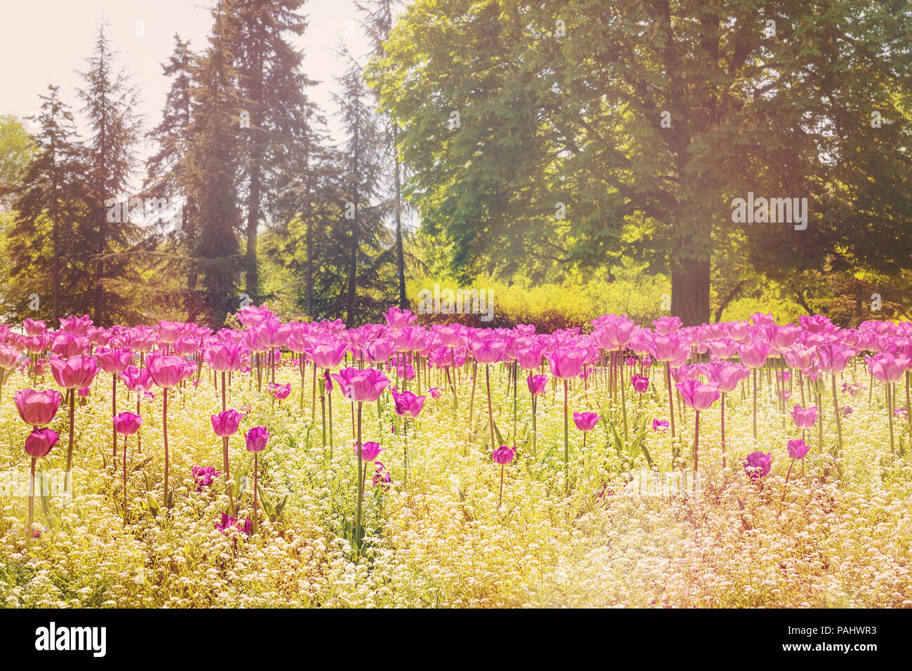 Pink toolips hi-res stock photography and images - Alamy