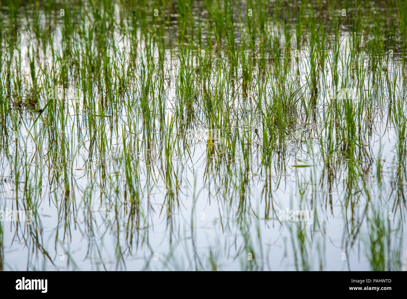 Close up of African Rice (Oryza glaberrima) growing in water, Gbedin ...