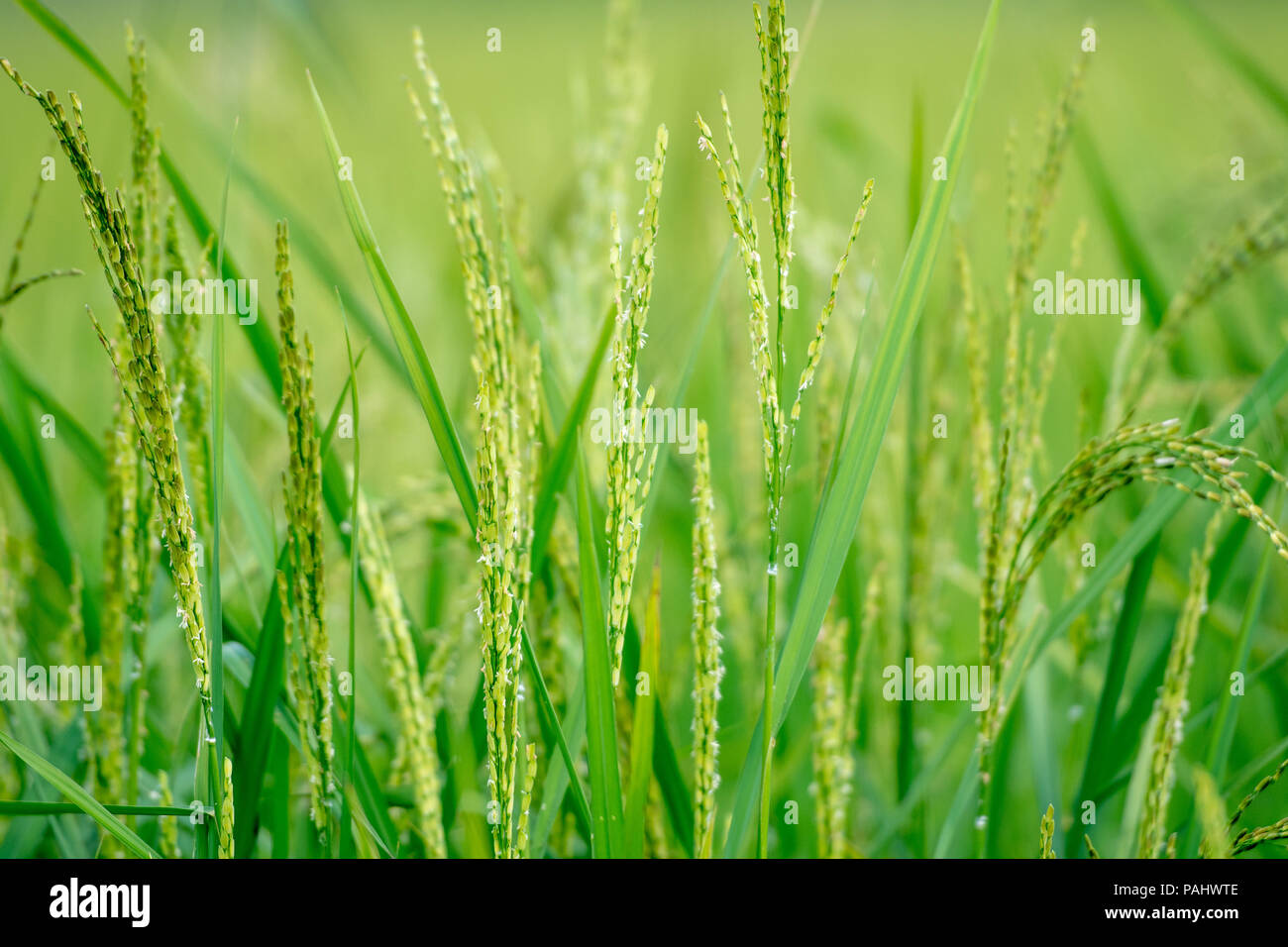 Nimba landscape hi-res stock photography and images - Alamy