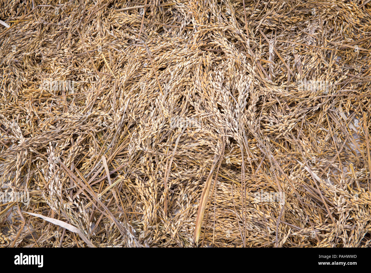Food process african hi-res stock photography and images - Alamy
