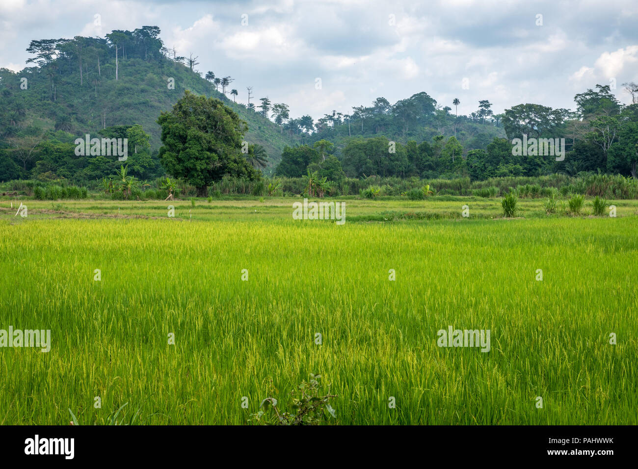 Rice field and mountains off in the distance, Gbedin village, Nimba ...