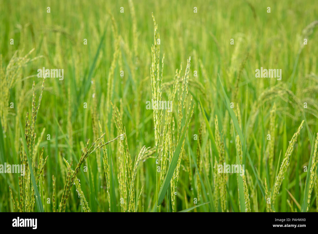 Close up on ear of African rice (Oryza glaberrima), Gbedin village ...