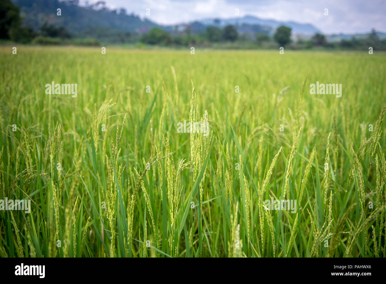 African rice hi-res stock photography and images - Alamy