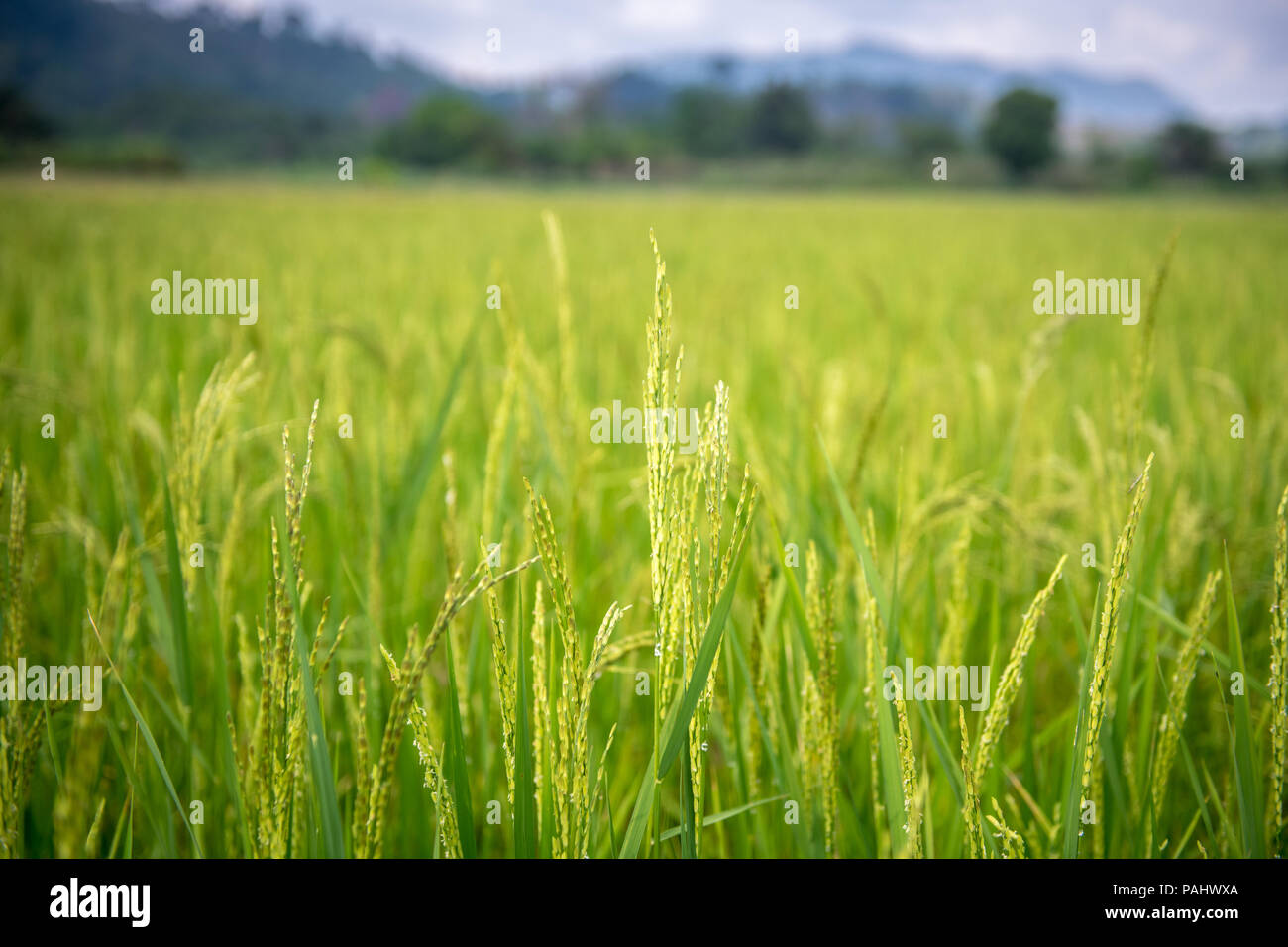 African rice paddy hi-res stock photography and images - Alamy