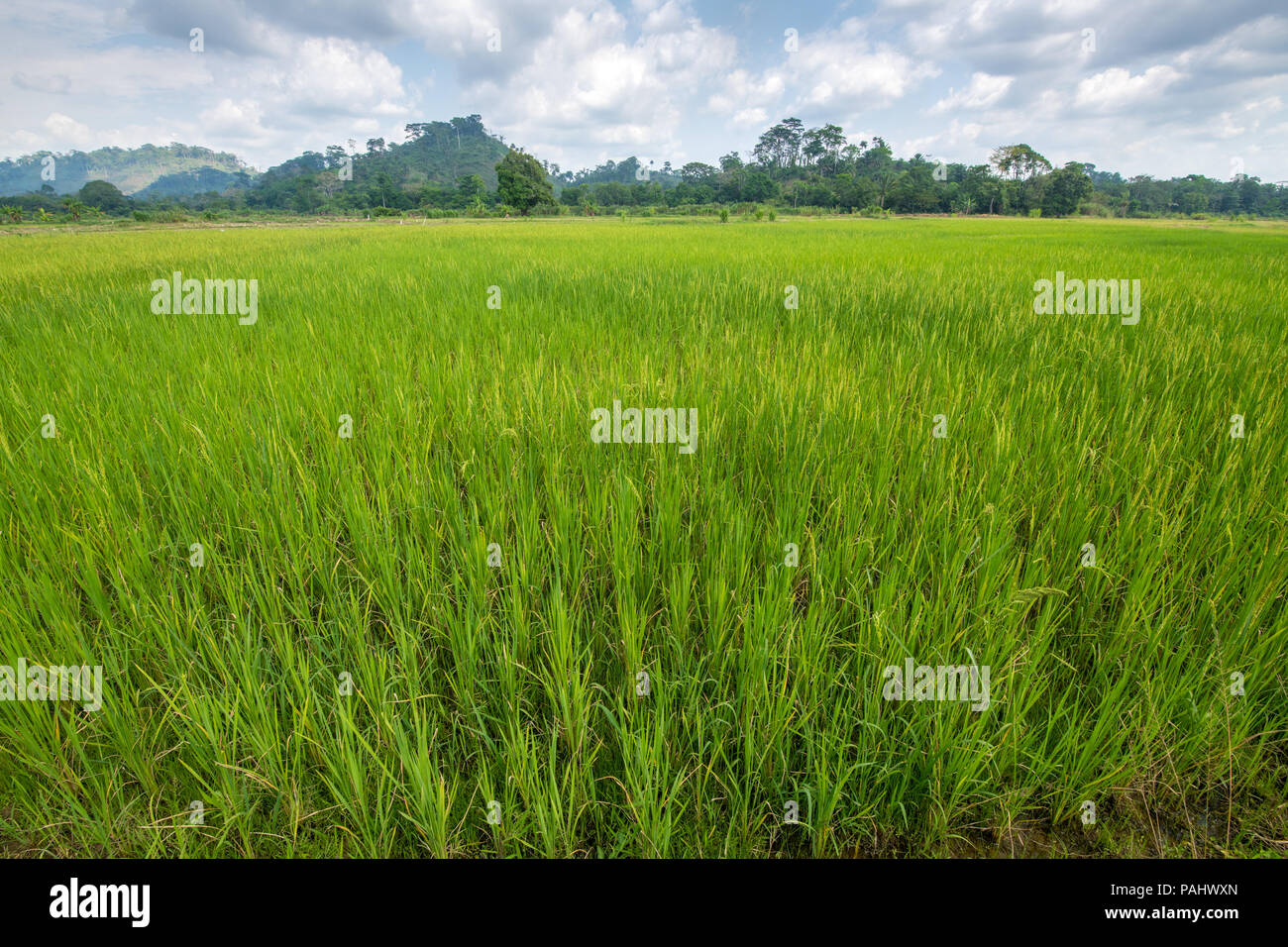 A lush field of African rice (Oryza glaberrima), Gbedin village, Nimba ...