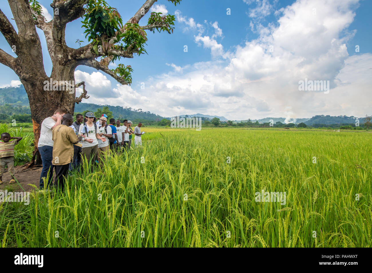 Tourist visit African rice (Oryza glaberrima) field in Gbedin village ...