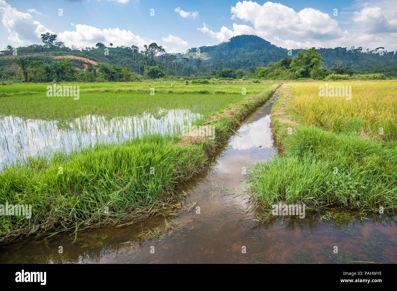 African rice field (Oryza glaberrima) with mountains in the background ...