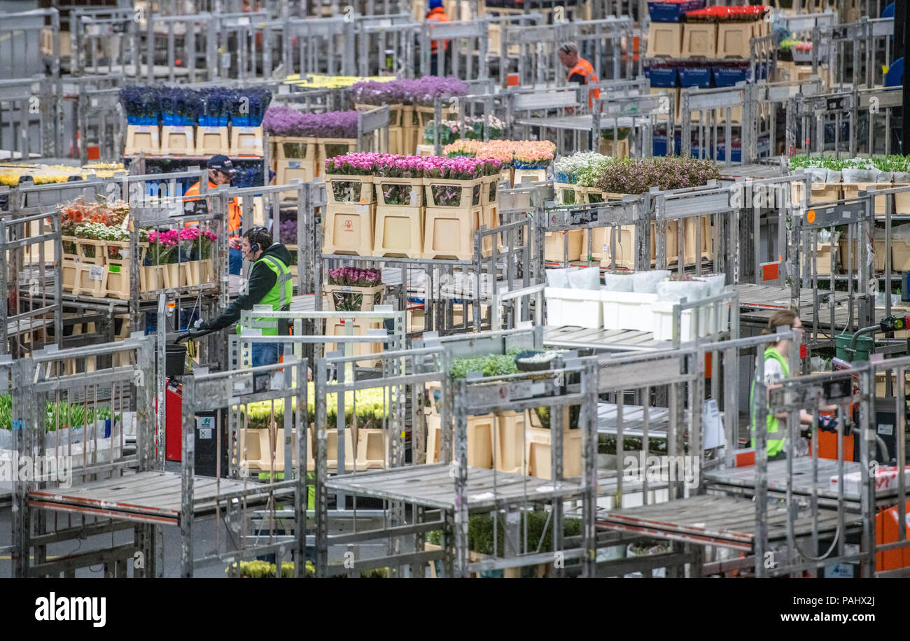 Workers in the warehouse at the worlds largest flower auction, Royal ...