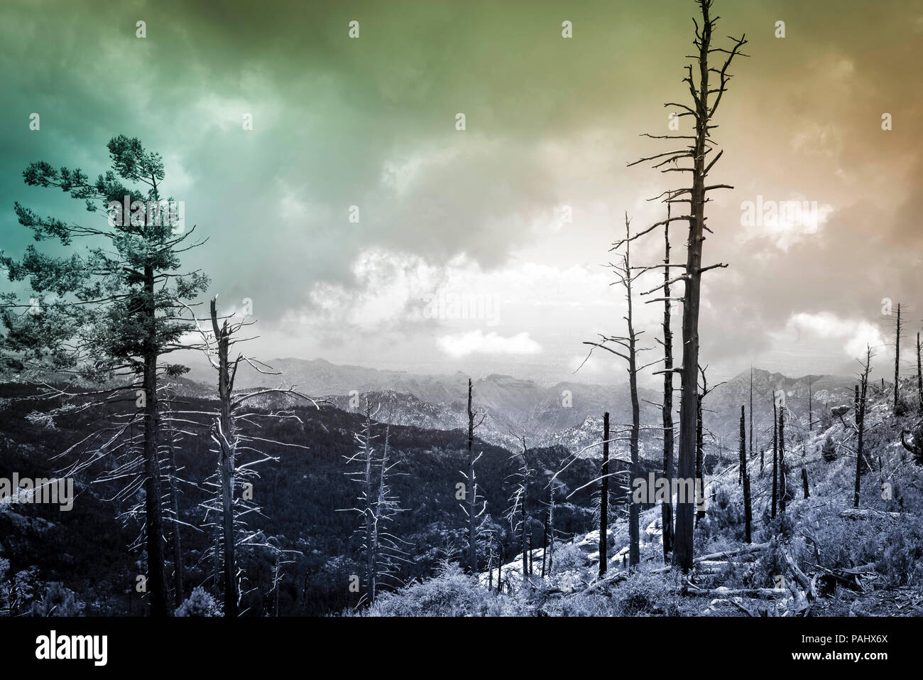 Dying trees in black forest hi-res stock photography and images - Alamy