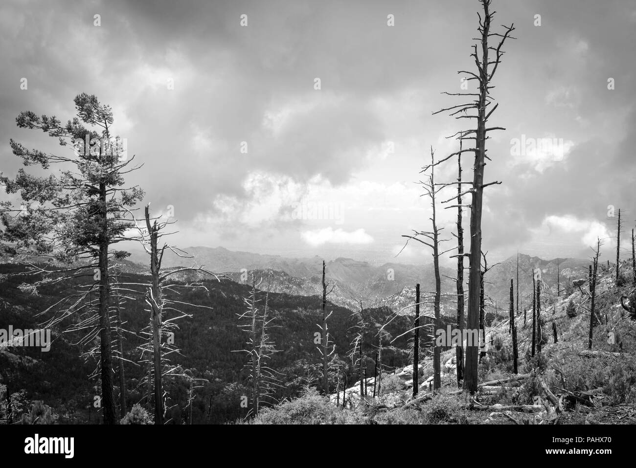 Many dying and dead trees in the foreground of a vista view of Mt ...