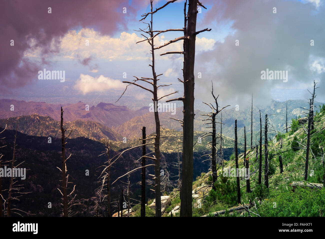 Many pine mt hi-res stock photography and images - Alamy