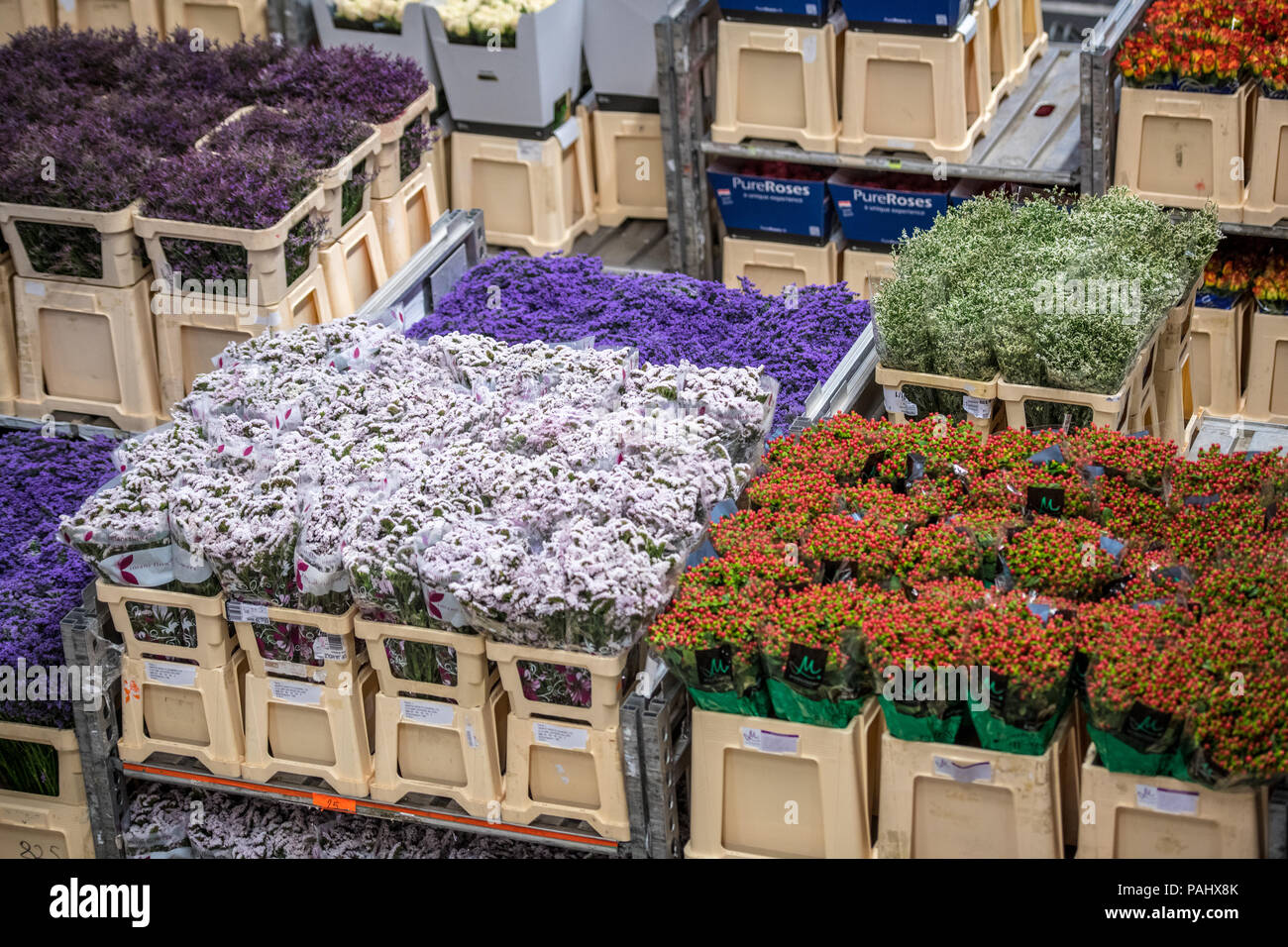 Where Is The Biggest Flower Auction In The World at Mary Amundson blog