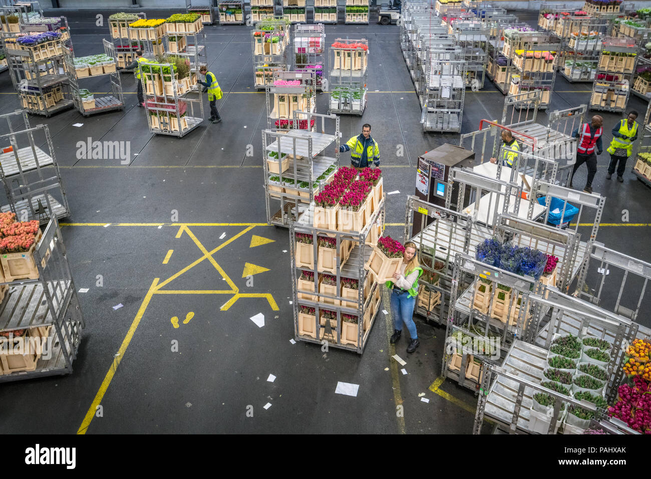 Workers in the warehouse at the worlds largest flower auction, Royal ...