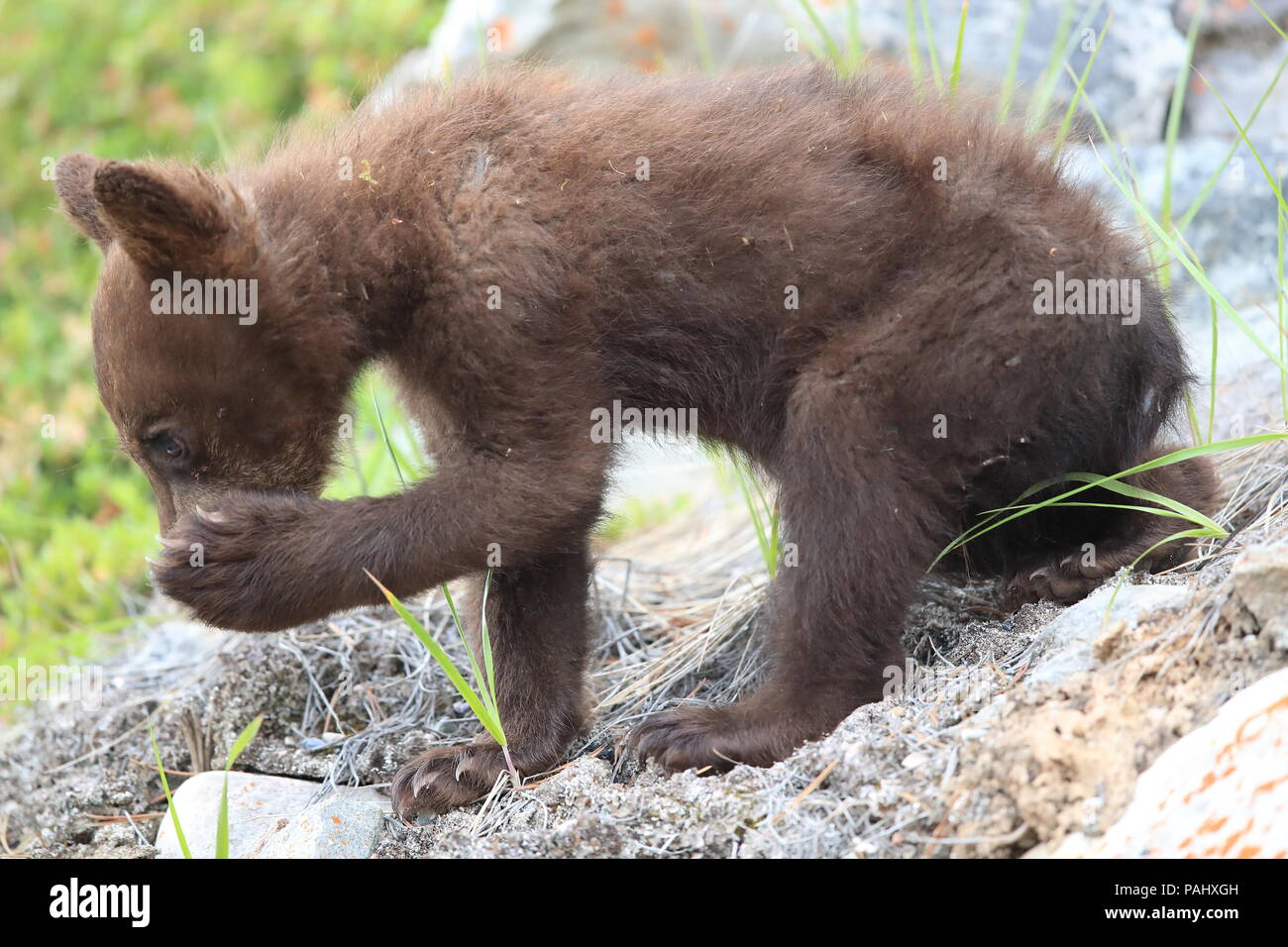 Young black bear Canada Stock Photo - Alamy