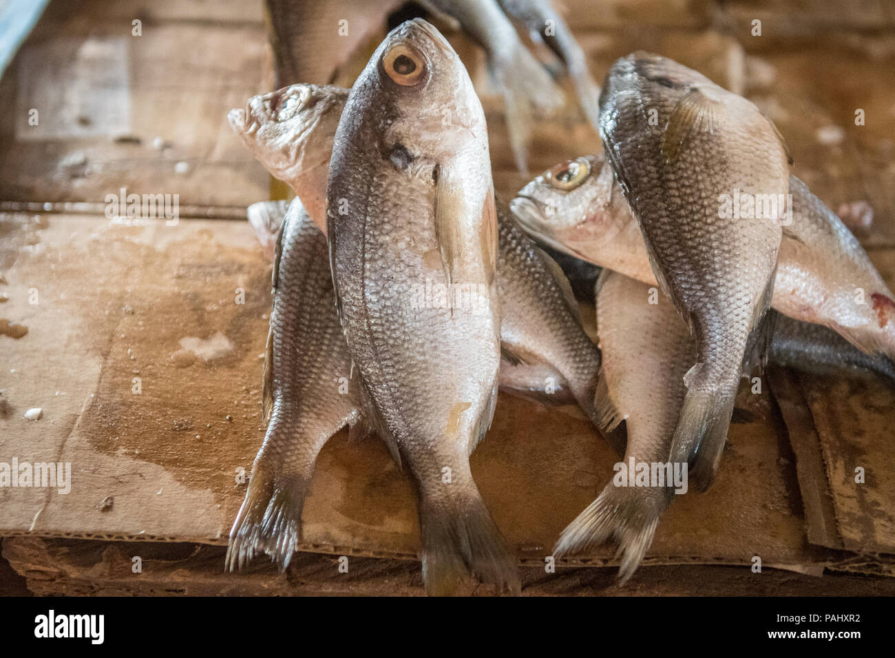 Liberia fish hi-res stock photography and images - Alamy