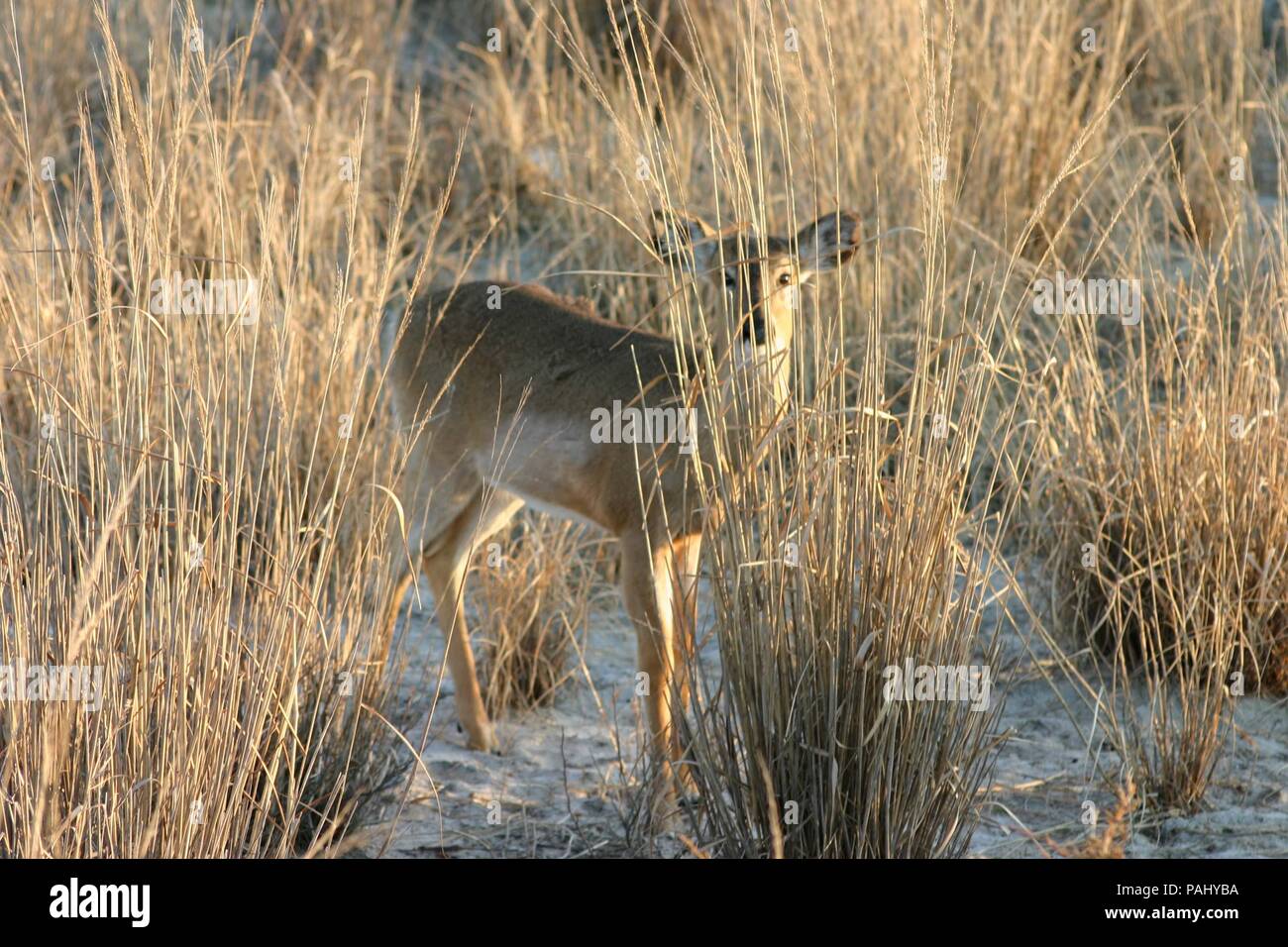 White-tailed deer at Fire Island National Seashore, Long Island, New ...
